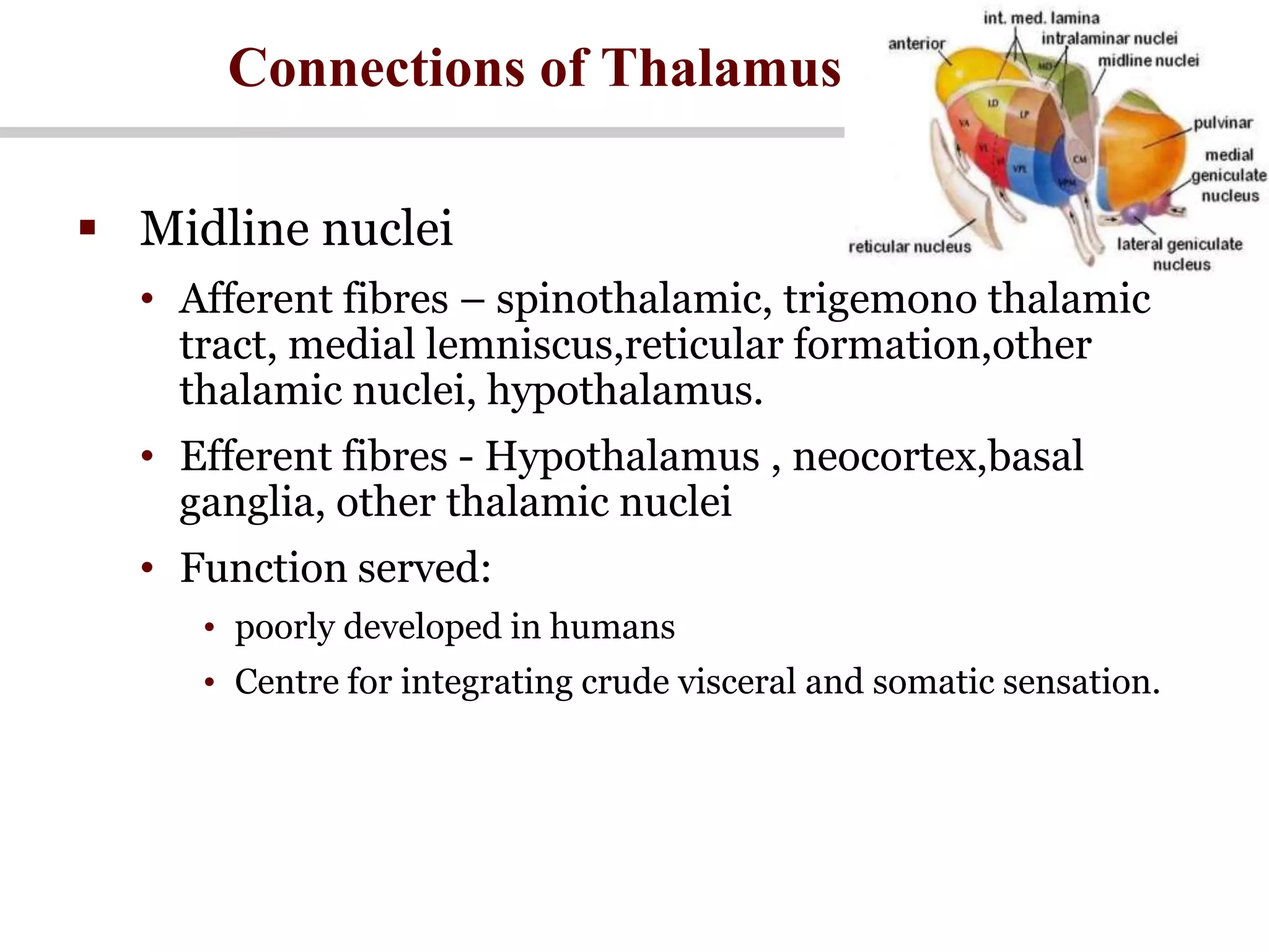 Thalamus | PPTX