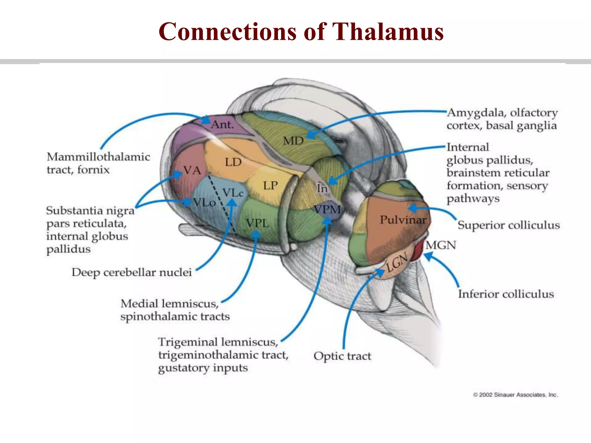 Thalamus | PPTX