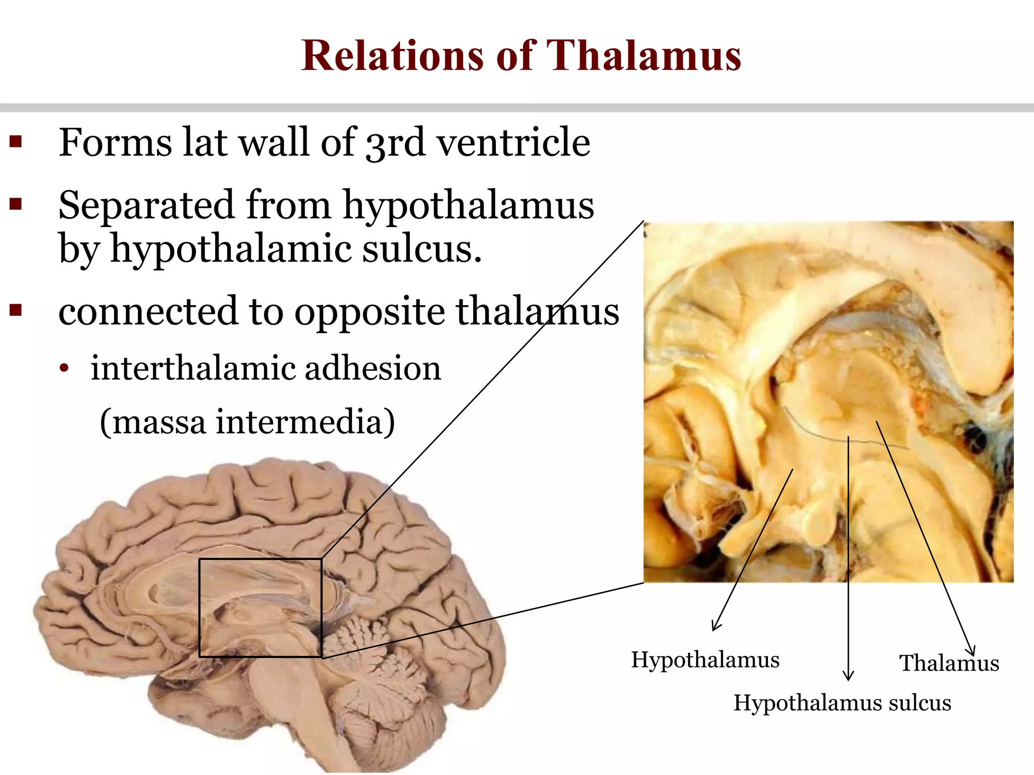 Thalamus | PPTX