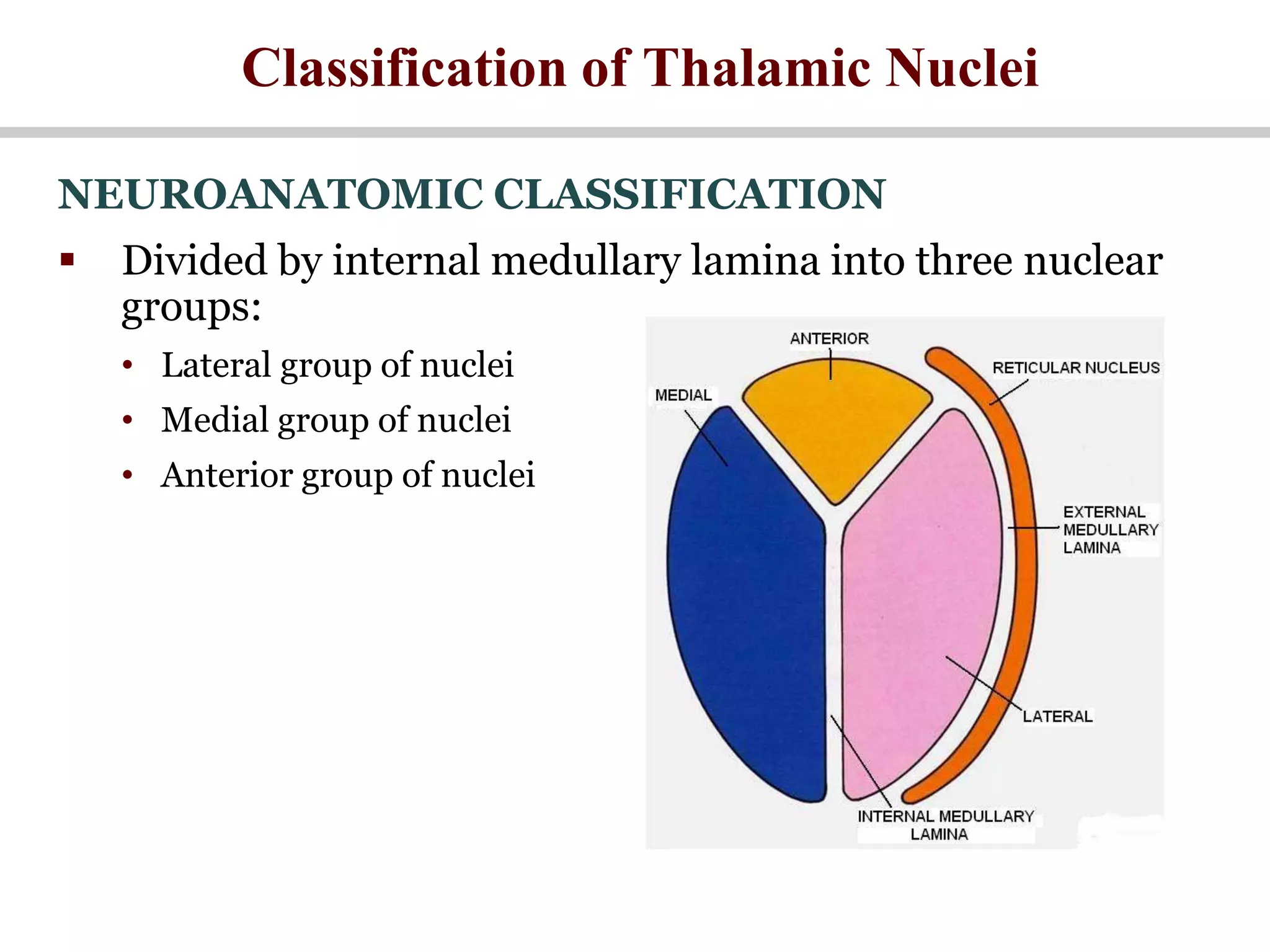 Thalamus | PPTX