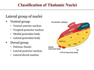 Thalamus | PPTX