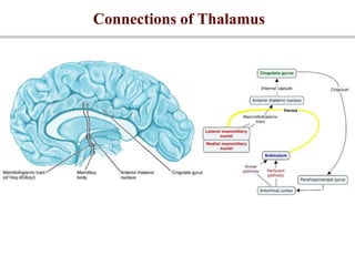 Brain Thalamus Function