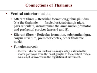 Thalamus Function