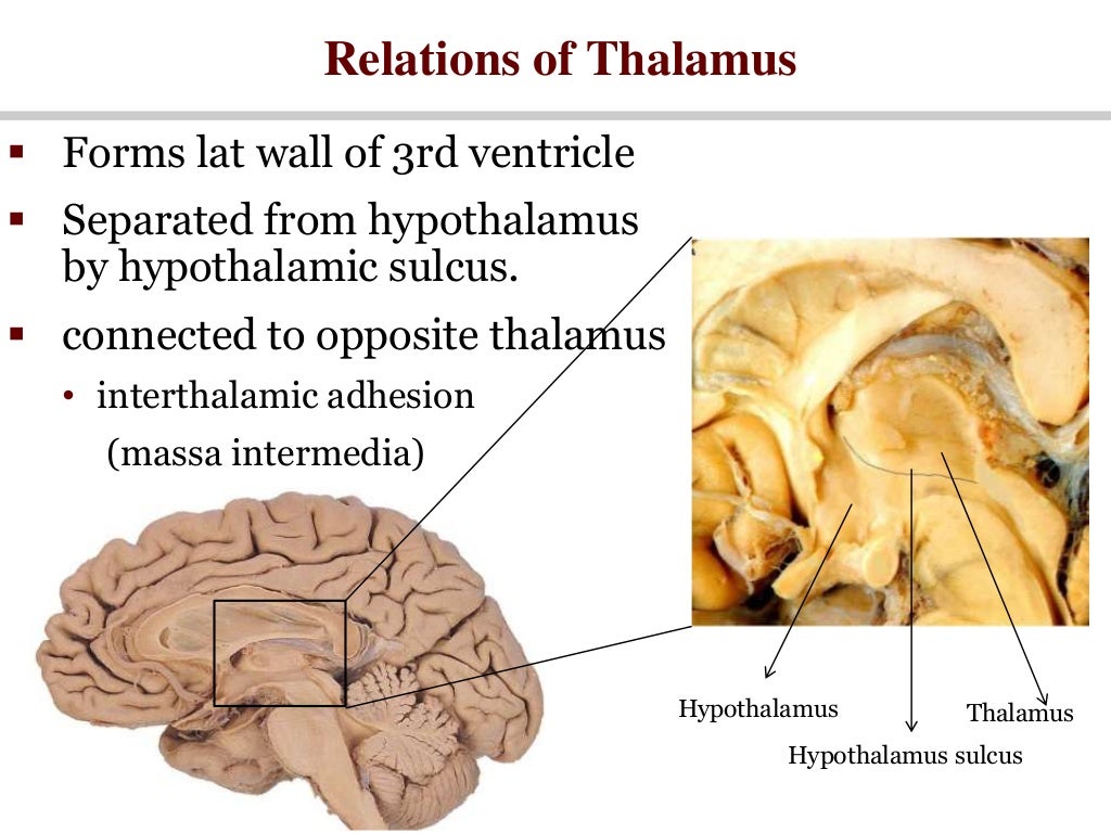 Thalamus