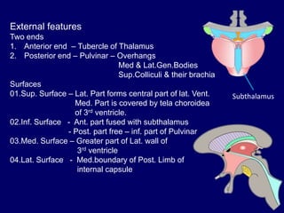 Thalamus, anatomy of thalamus, Thalamus PPT | PPTX