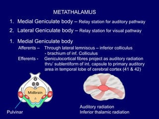 Thalamus, anatomy of thalamus, Thalamus PPT | PPTX
