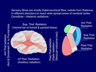 Thalamus, anatomy of thalamus, Thalamus PPT | PPTX