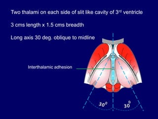 Thalamus, anatomy of thalamus, Thalamus PPT | PPTX