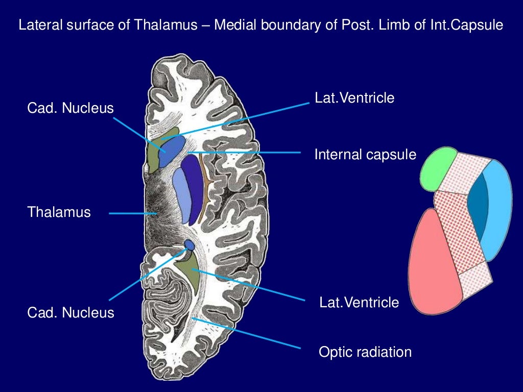Thalamus, anatomy of thalamus, Thalamus PPT