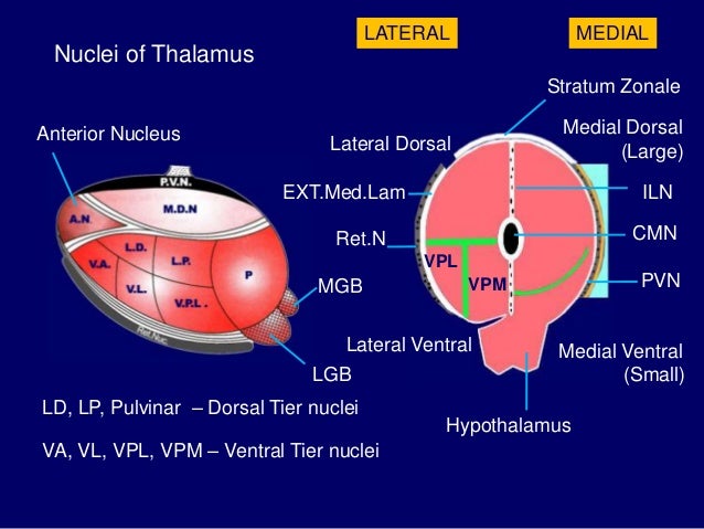 Thalamus, anatomy of thalamus, Thalamus PPT