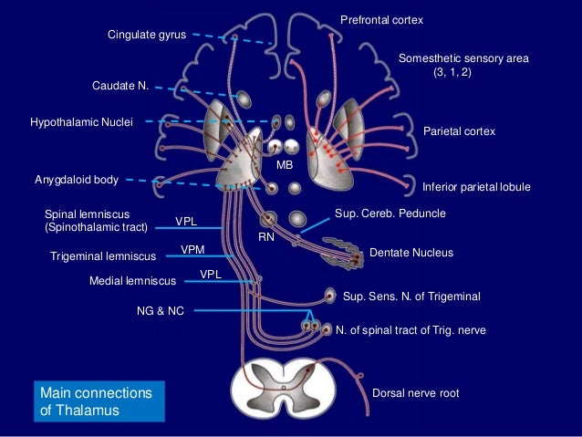 Thalamus, anatomy of thalamus, Thalamus PPT