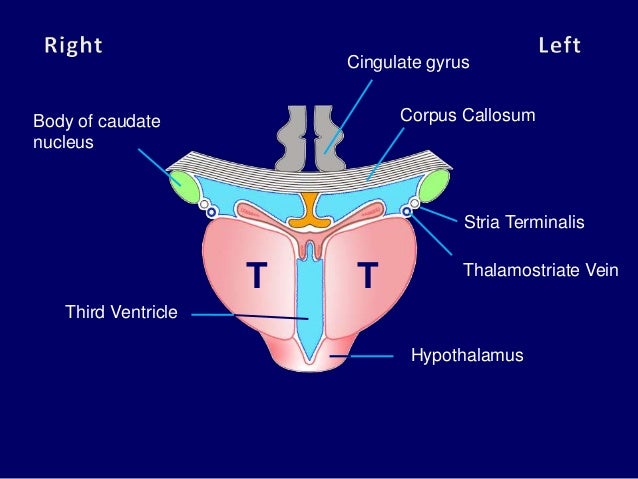 Thalamus, anatomy of thalamus, Thalamus PPT