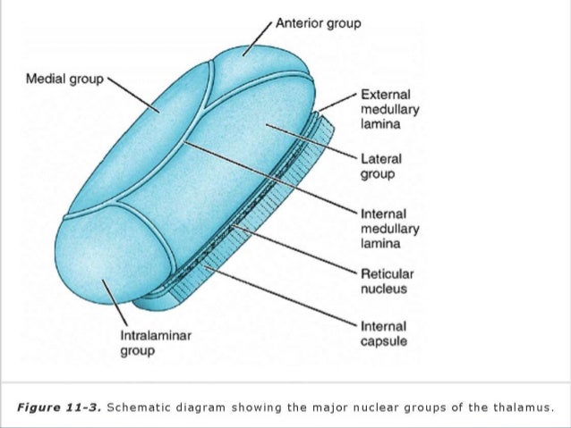 Thalamus