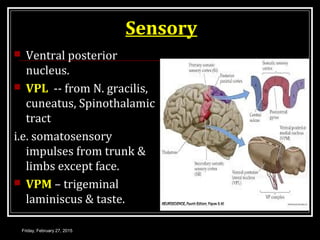 THALAMUS | PPT