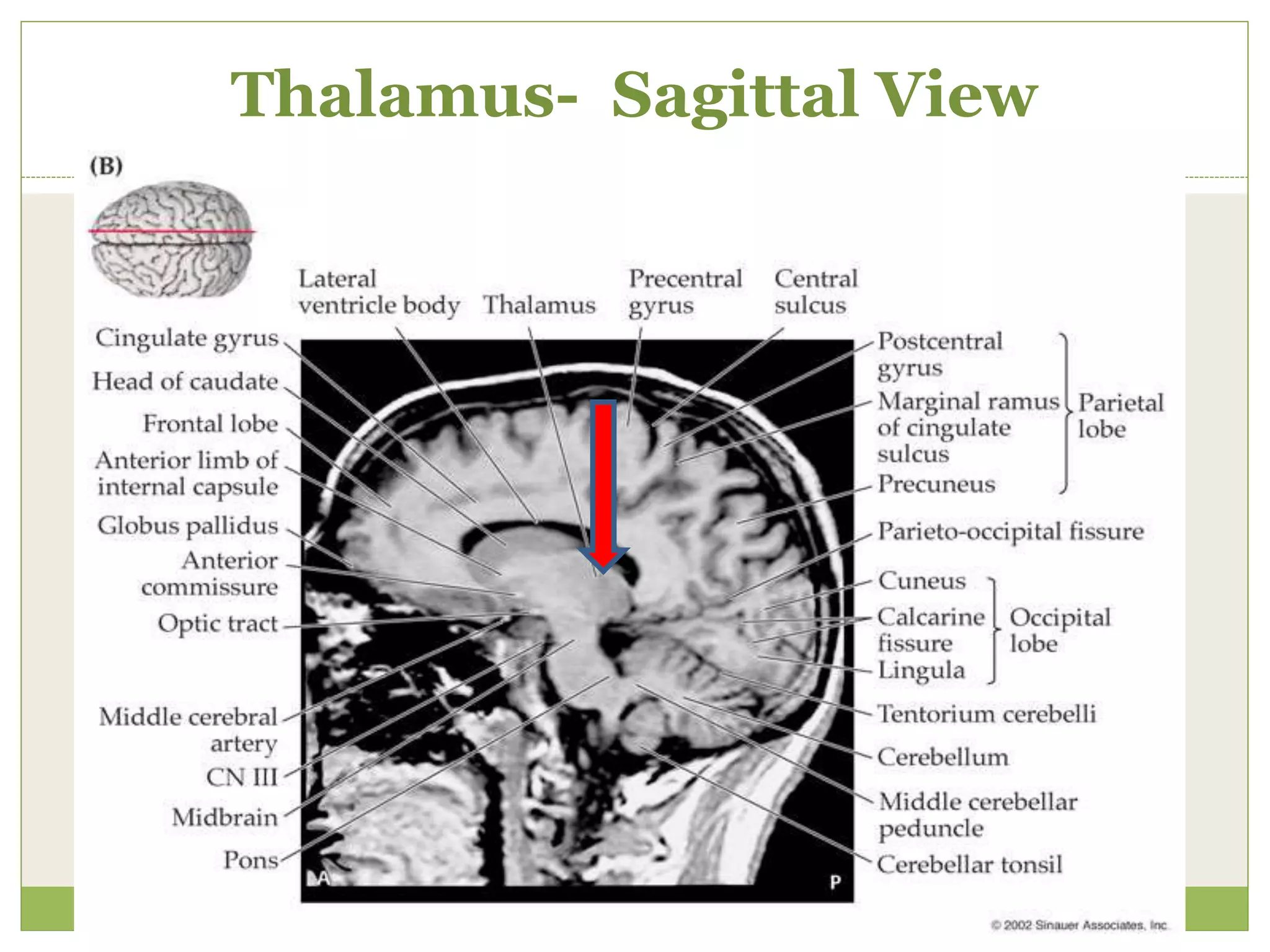 Thalamus | PPTX