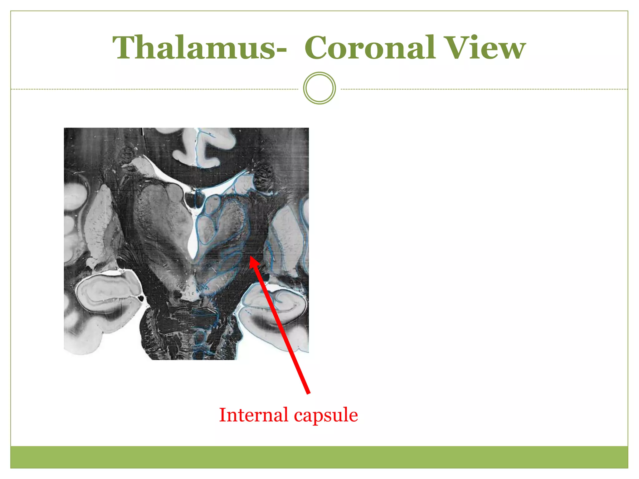 Thalamus | PPTX