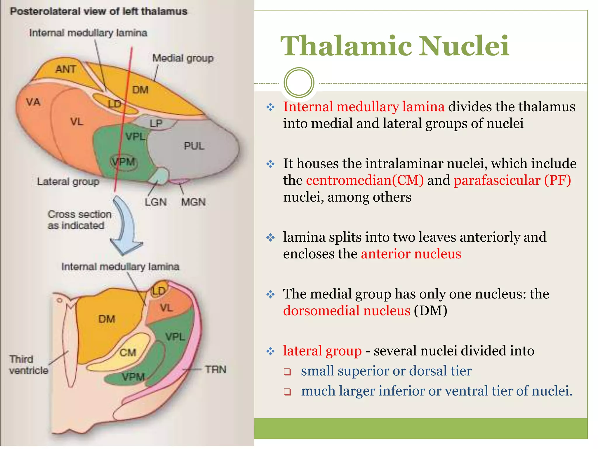 Thalamus | PPTX