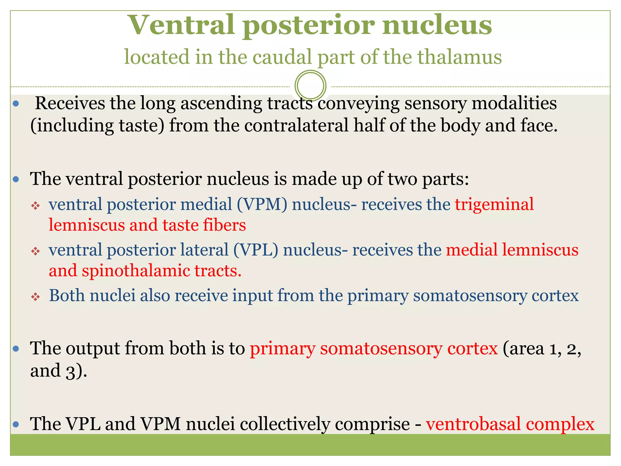 Thalamus | PPTX