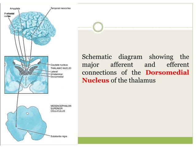 Thalamus | PPTX | Brain and Nervous System Disorders | Diseases and ...