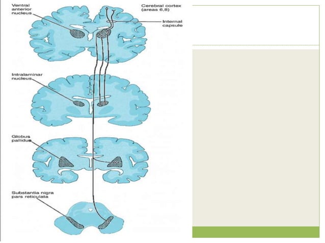 Thalamus | PPTX | Brain and Nervous System Disorders | Diseases and Conditions