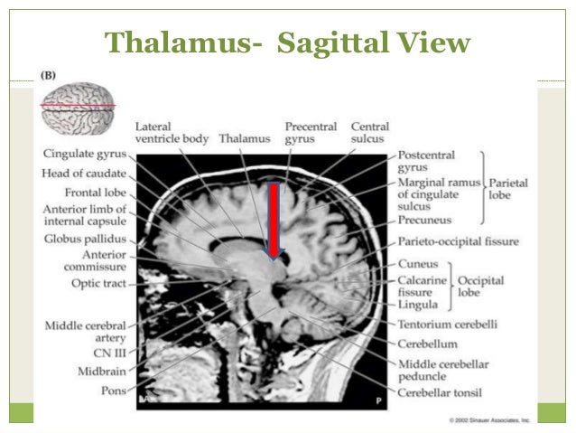 Thalamus