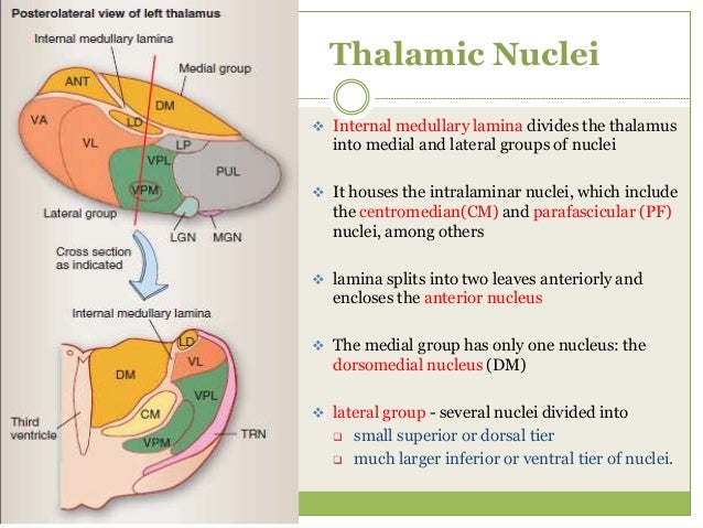 Thalamus