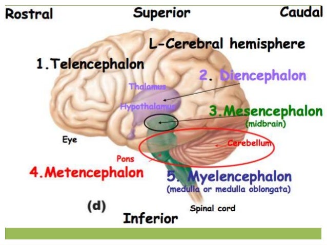 Telencephalon Diencephalon Mesencephalon Metencephalon