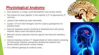 Thalamus-Anatomy,Physiology,Applied aspects | PPTX