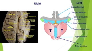 Thalamus-Anatomy,Physiology,Applied aspects | PPTX