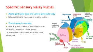 Thalamus-Anatomy,Physiology,Applied aspects | PPTX
