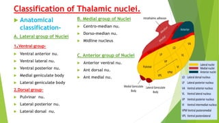 Thalamus-Anatomy,Physiology,Applied aspects | PPT