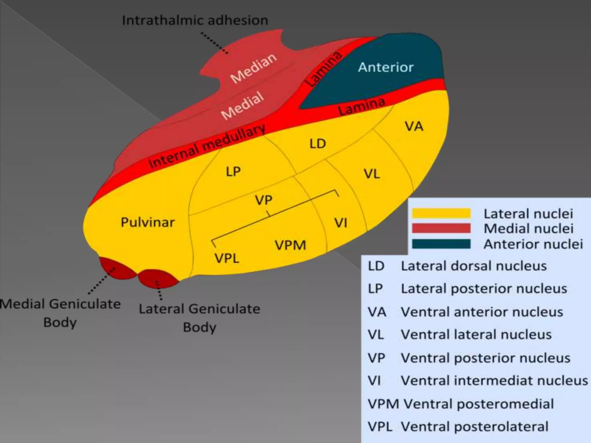 Thalamus, its functions and thalamic syndrome | PPTX