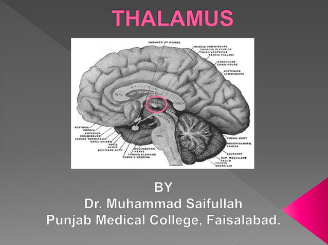 Thalamus, its functions and thalamic syndrome | PPTX | Brain and ...
