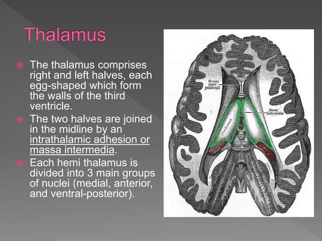 Thalamus, its functions and thalamic syndrome