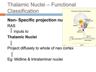 Thalamus | PPTX