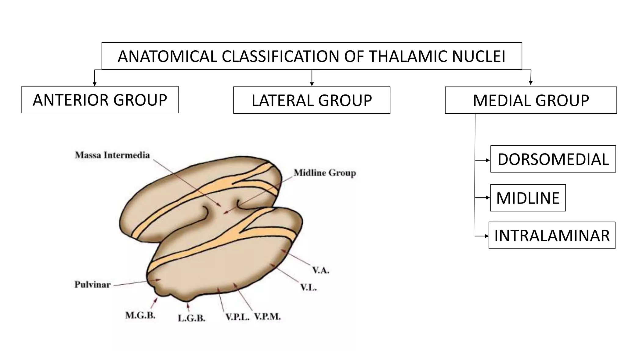 Physiology of thalamus | PPTX