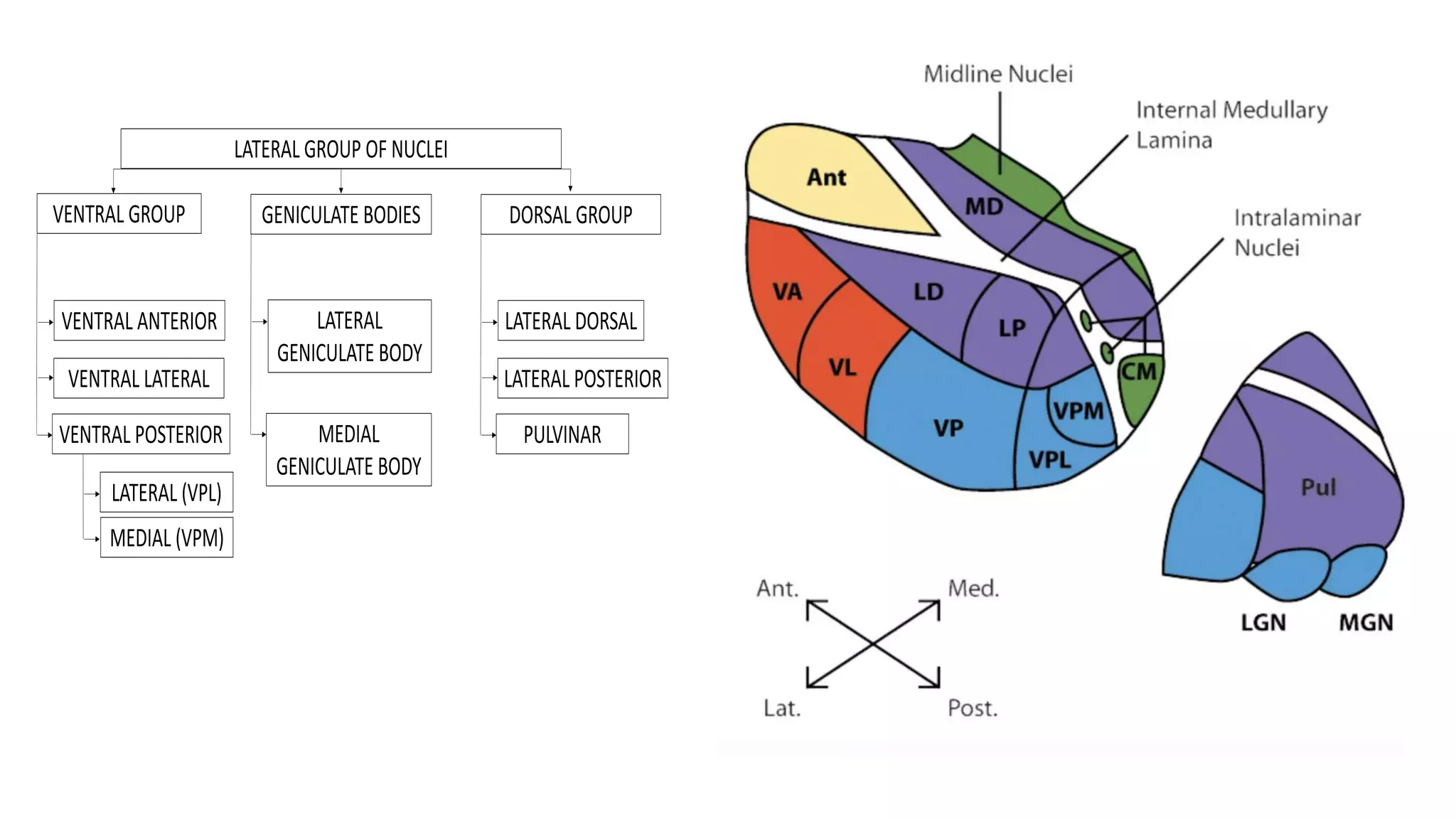 Physiology of thalamus | PPTX