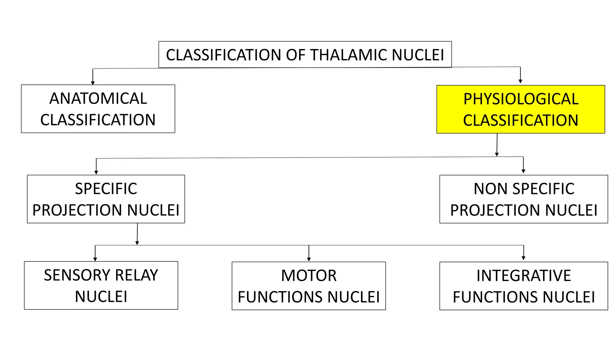 Physiology of thalamus | PPTX