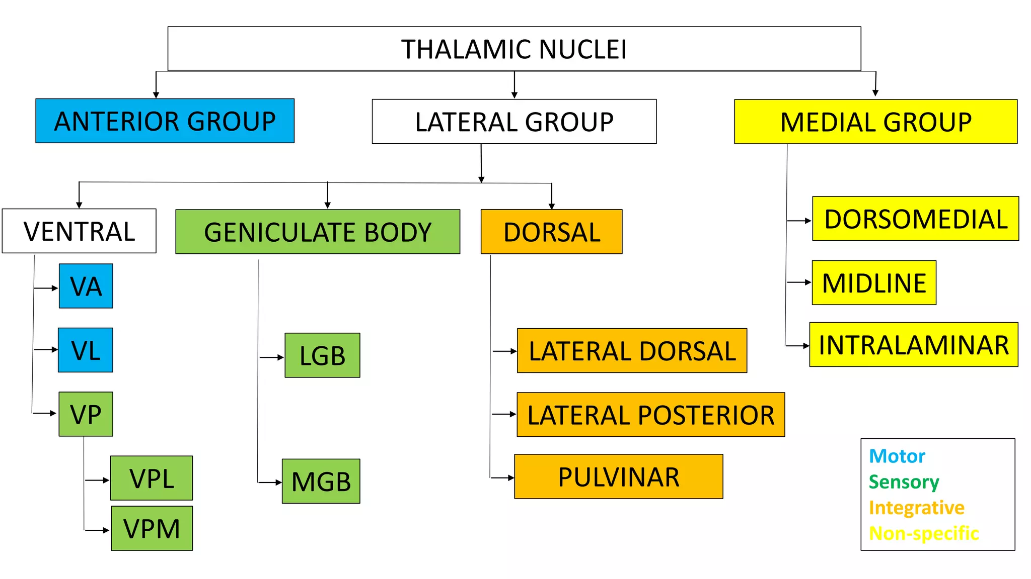 Physiology of thalamus | PPTX