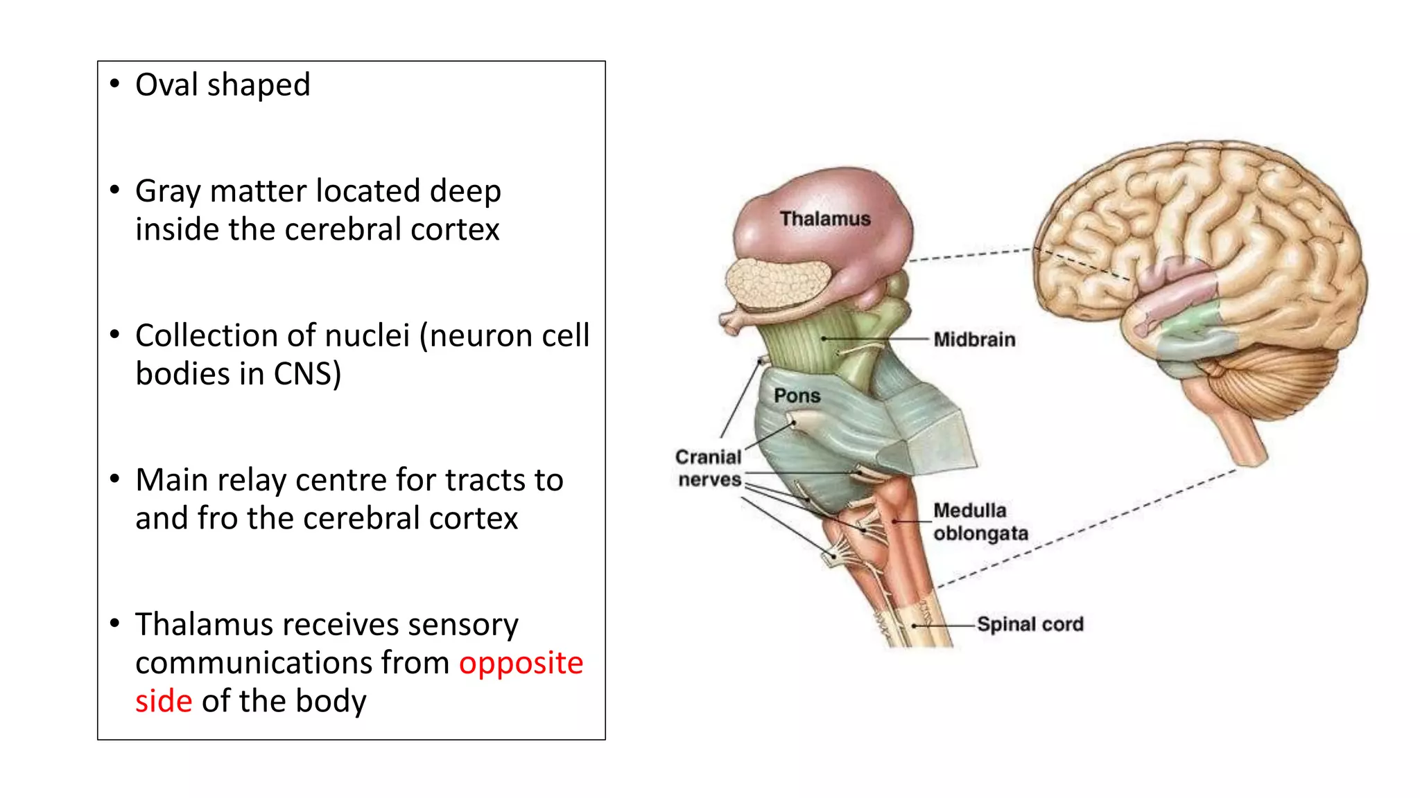 Physiology of thalamus | PPTX