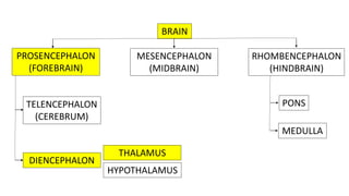 Physiology of thalamus | PPTX