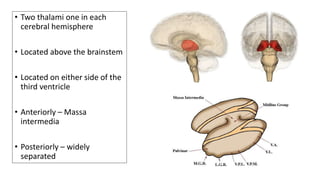 Physiology of thalamus | PPTX