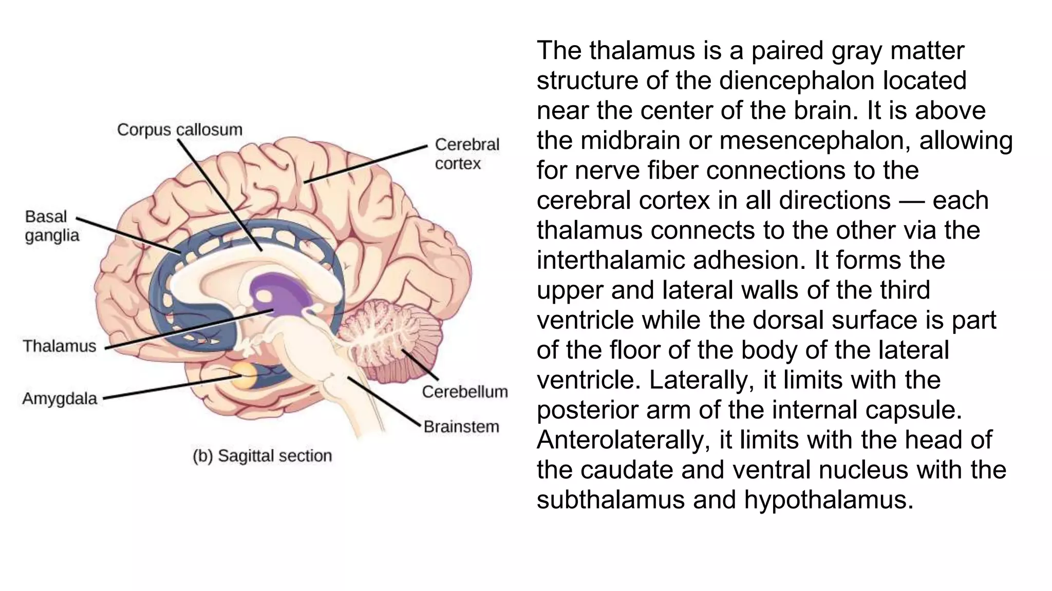THALAMUS .pptx