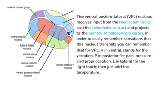 THALAMUS .pptx