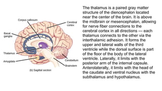 THALAMUS .pptx