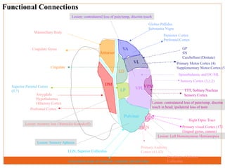 THALAMUS (1).pptx the major relay station | PPT