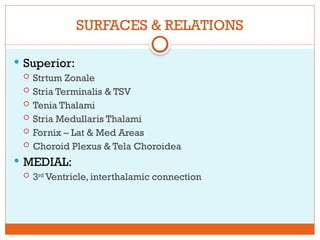 THALAMUS (1).pptx the major relay station | PPT