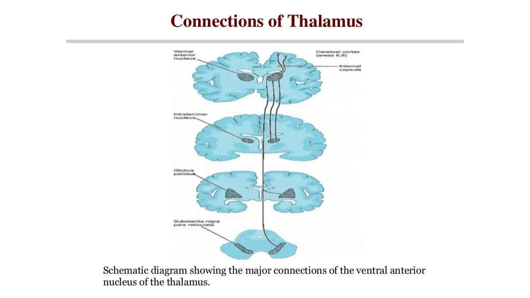 THALAMUS ANATOMY.pptx