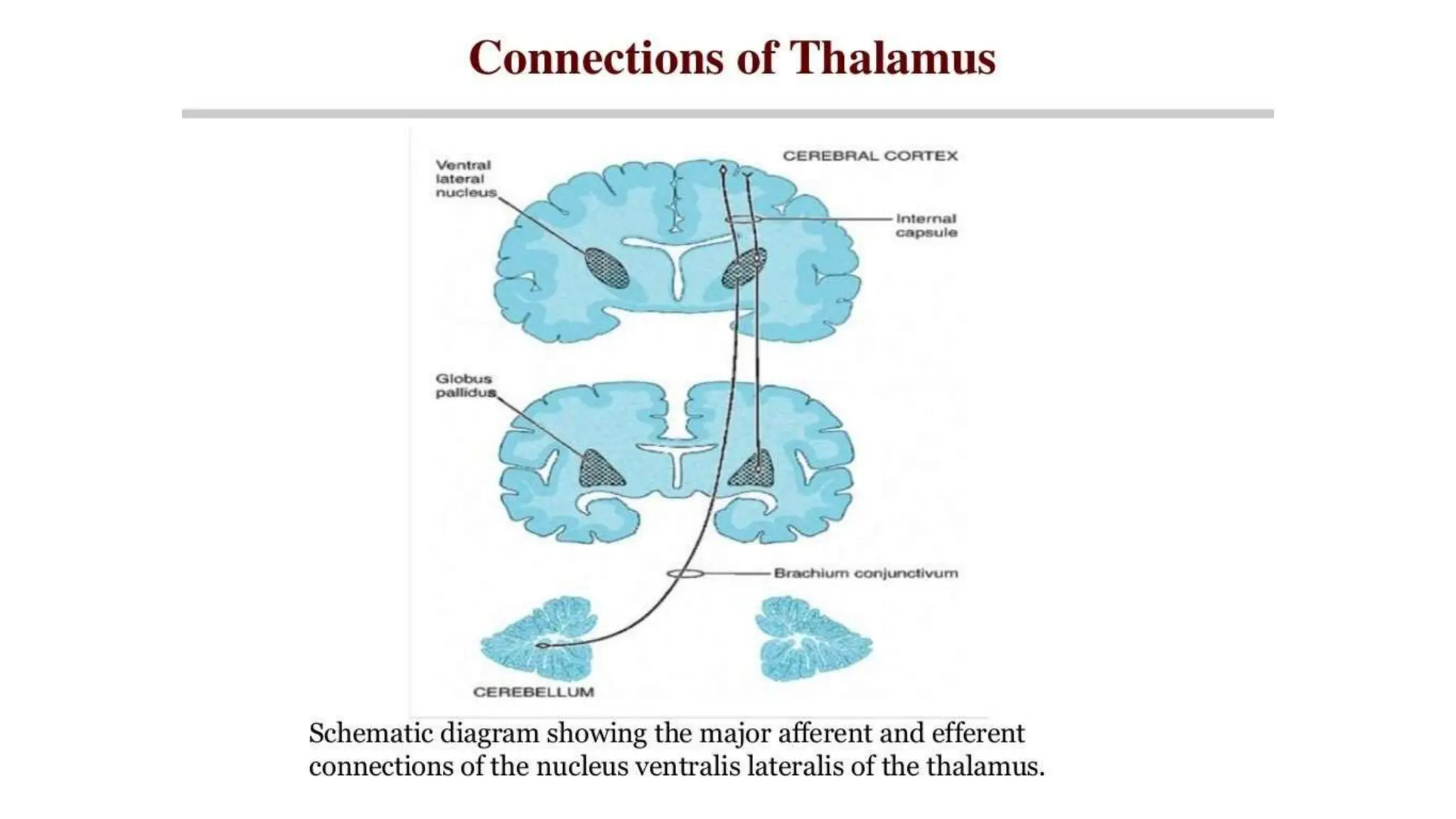 THALAMUS ANATOMY.pptx