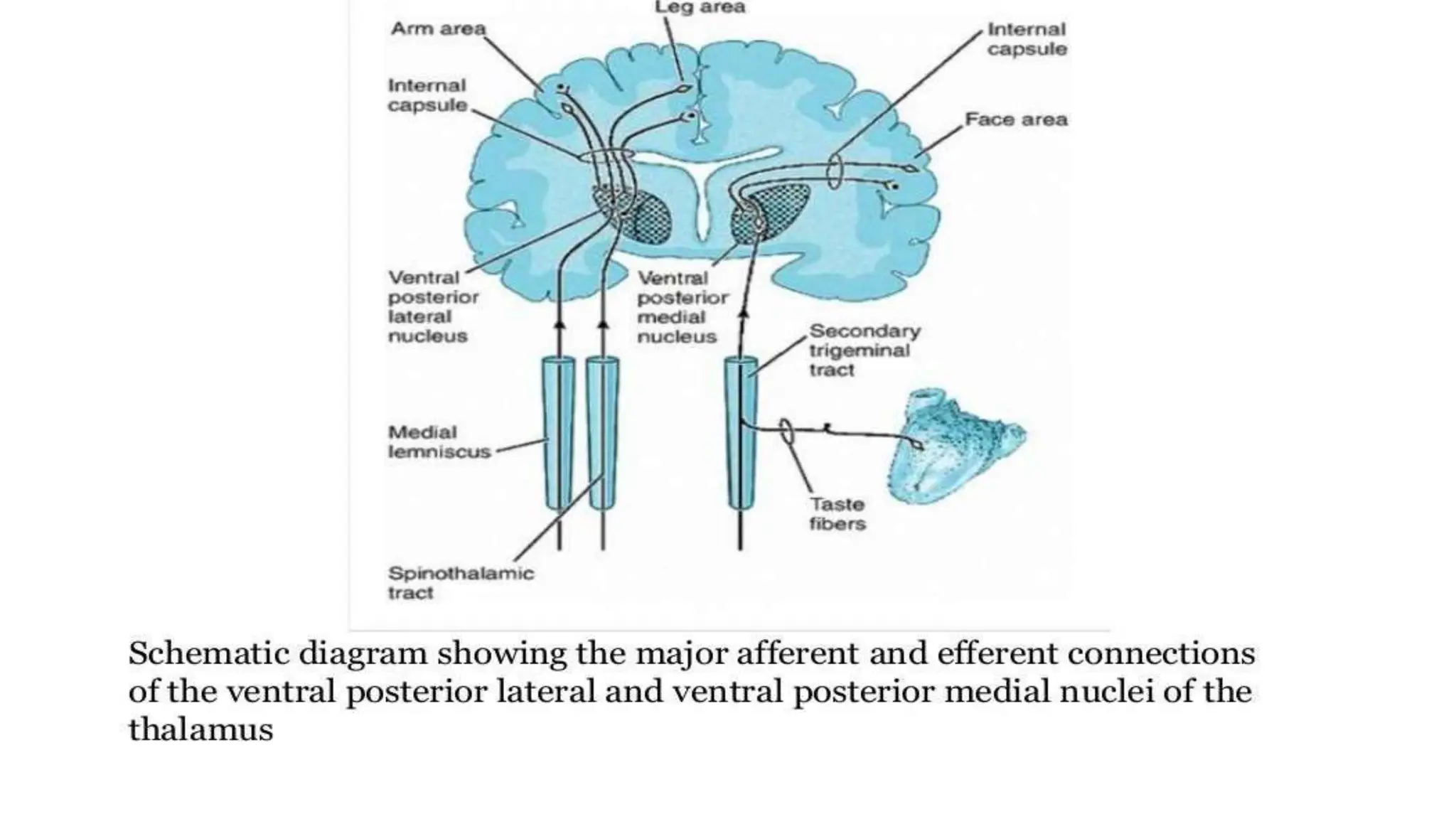 THALAMUS ANATOMY.pptx